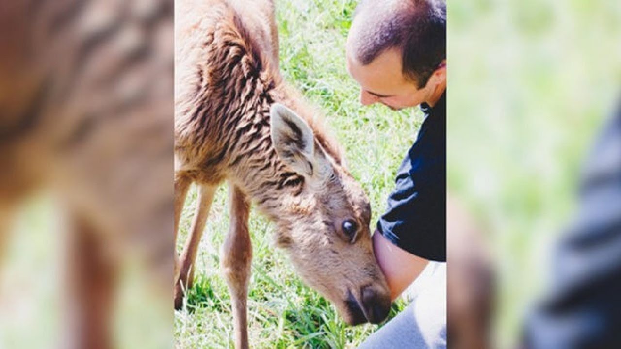 Rescued moose comes back every day to visit the guy who saved her