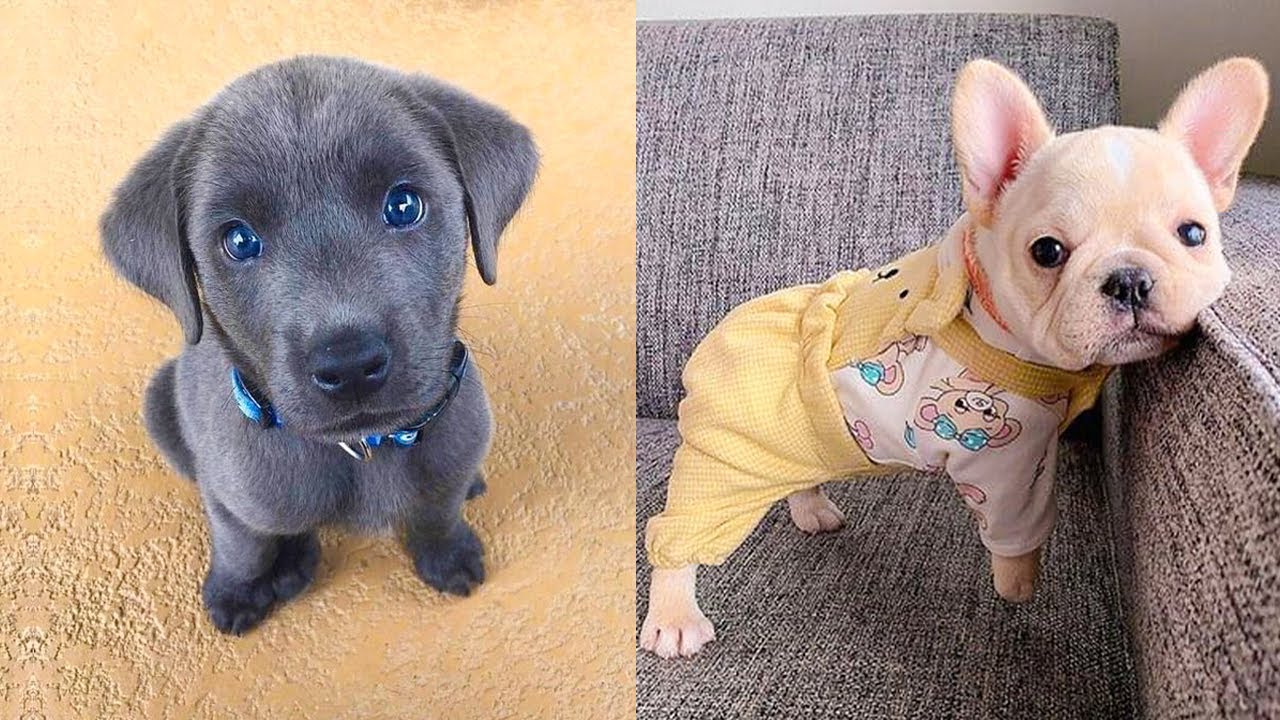 Small pups big personality