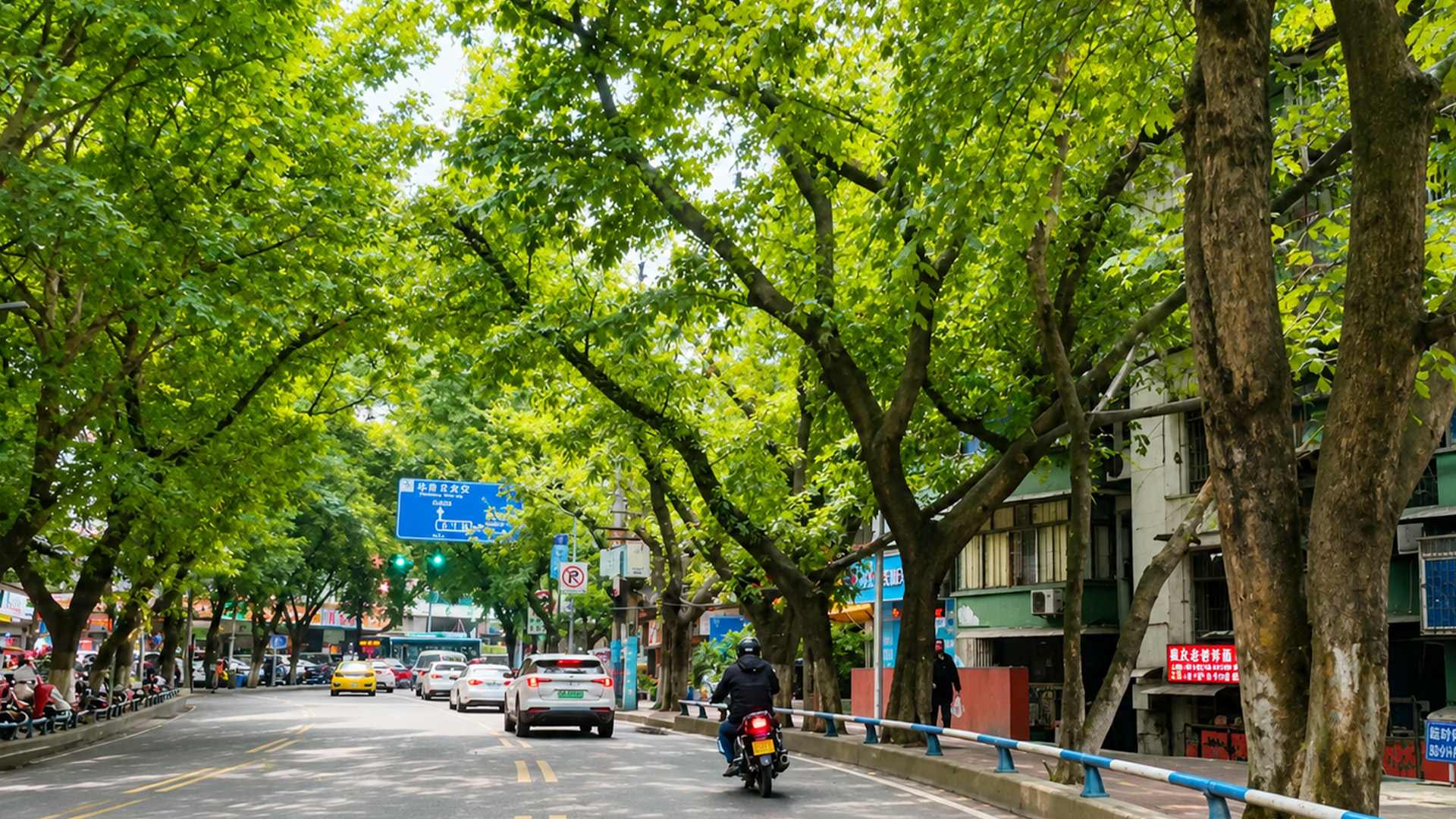A quiet drive through China where trees cover the whole street