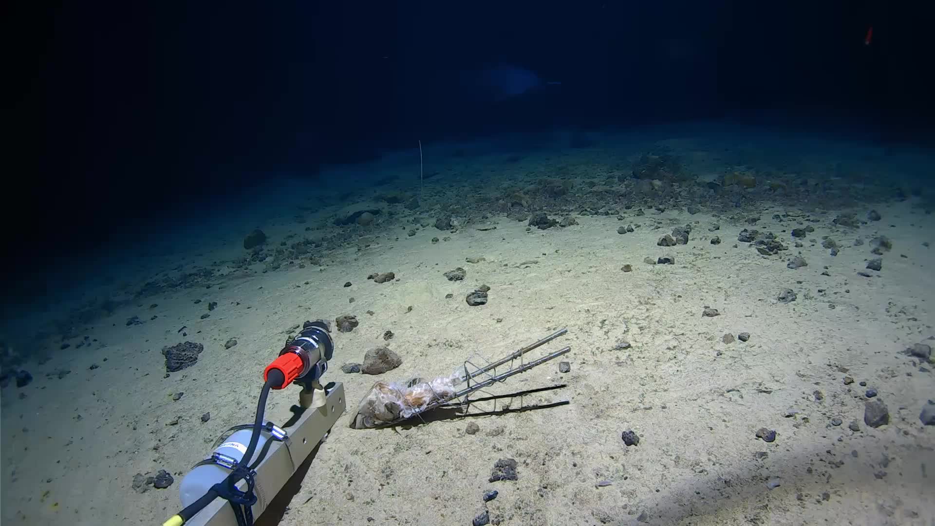 RAW VIDEO: 'Ugliest shark on the planet' filmed alive in deep sea for ...