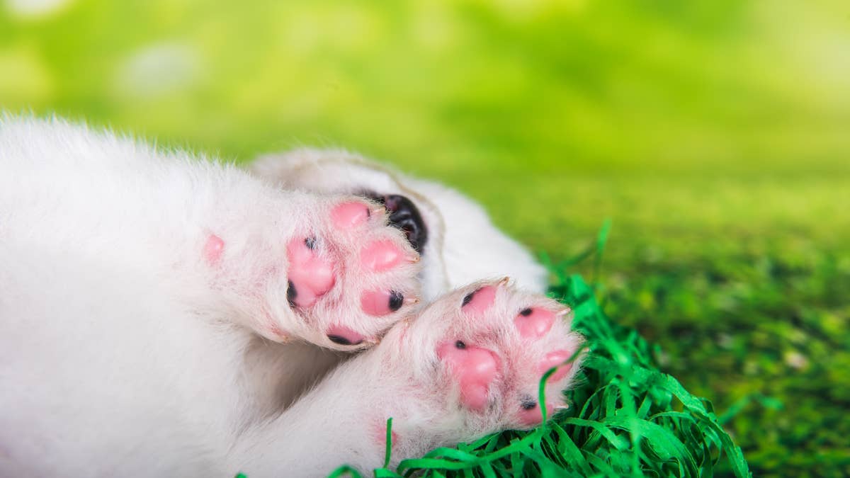 Fluffy Saint Bernard puppies look like real-life Snoopys