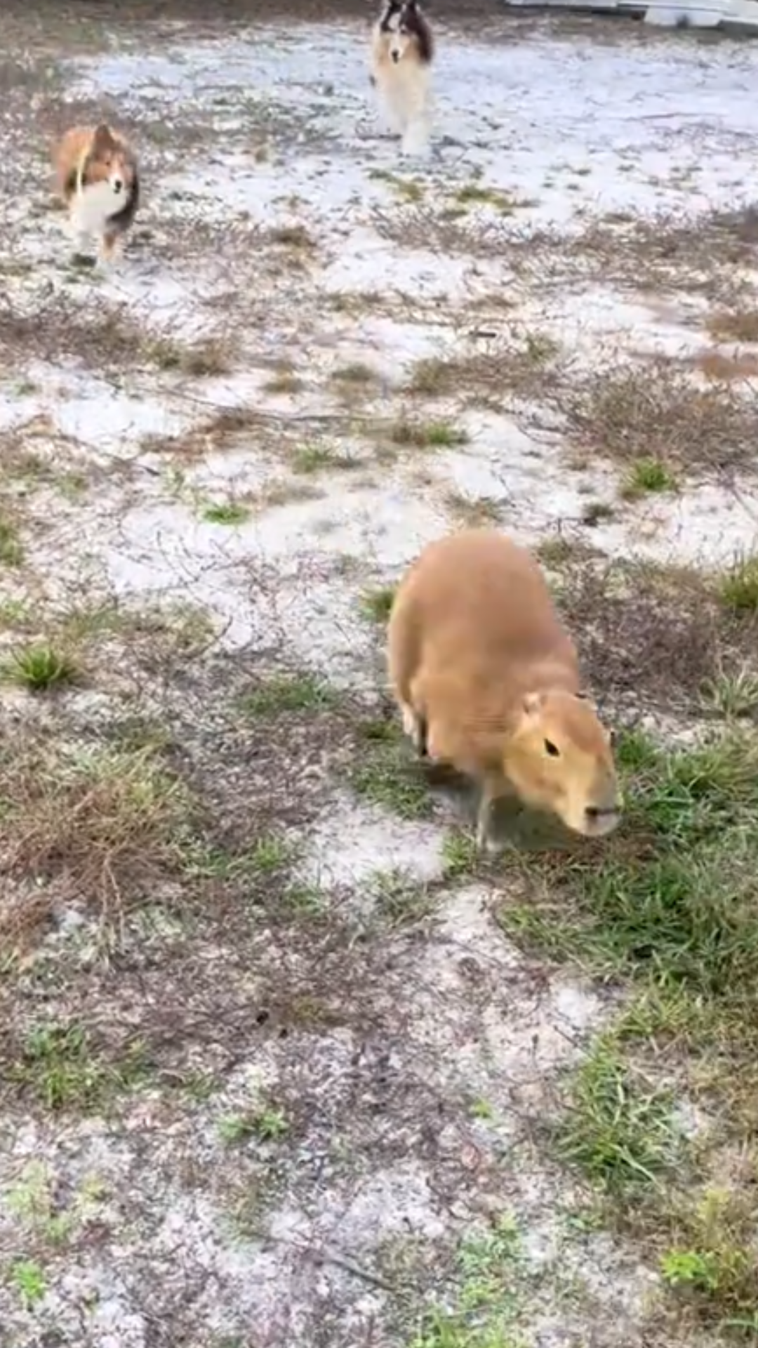A capybara’s approval process is winning the internet