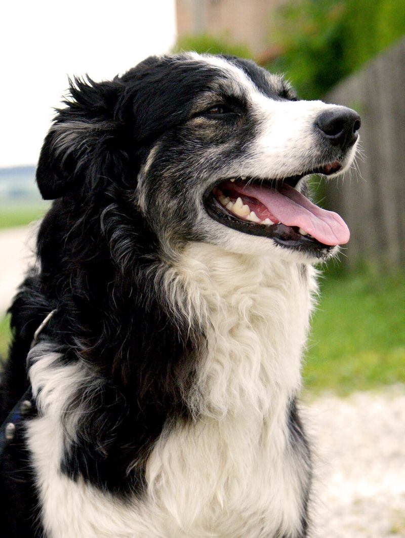 13 active dogs that struggle when life gets too sedentary – and 3 more ...