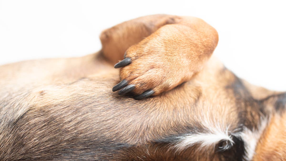 This mini dachshund has rare piebald dapple coloring, and the internet ...