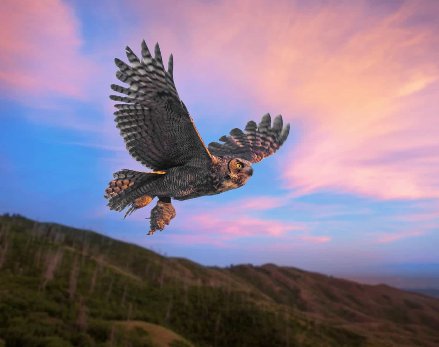 The 8 most dangerous birds in North America