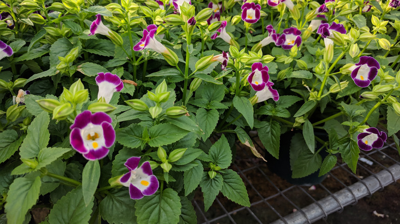 How to grow and care for beautiful wishbone flowers