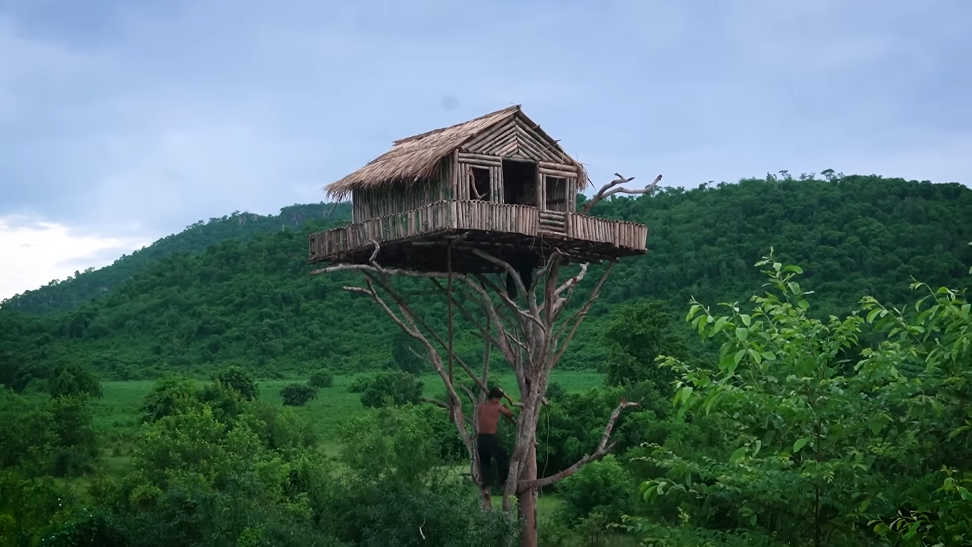 They climbed 12 meters up until the tree platform nearly shifted
