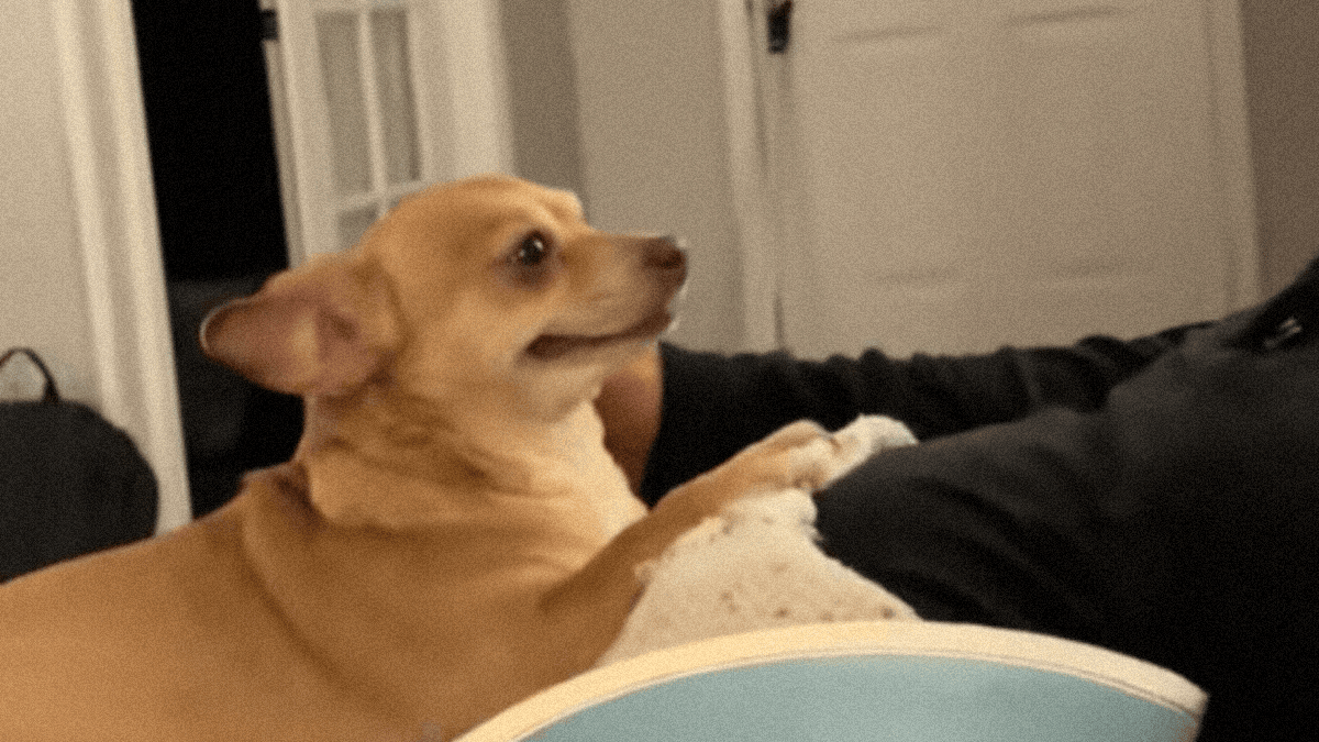 Her smile says it all: The little dog rescued from the streets finally ...