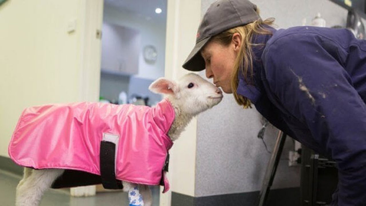 Tiny lamb wouldn’t stop crying - until rescuers realized what was wrong