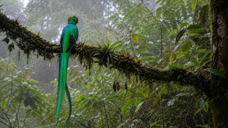 O quetzal, uma ave sagrada para os povos antigos e que representa o ...