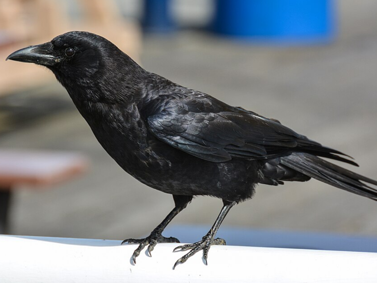 Woman who rescued an injured crow keeps getting thank-you gifts from ...