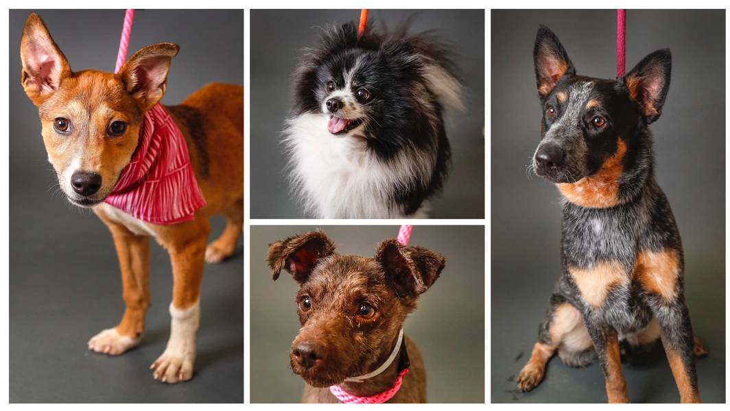 10 charming mixed-breed dogs and their unique traits