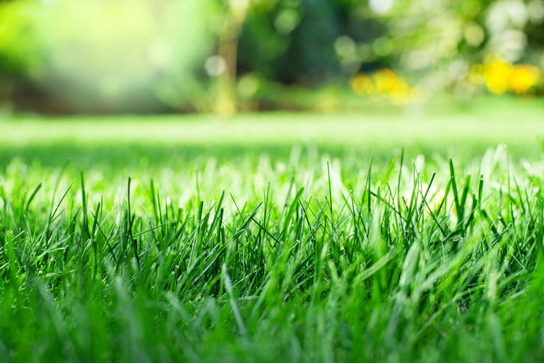 The science behind a perfect lawn