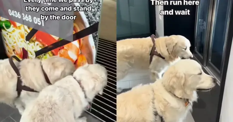 Golden retriever duo is obsessed with secret elevator for a reason