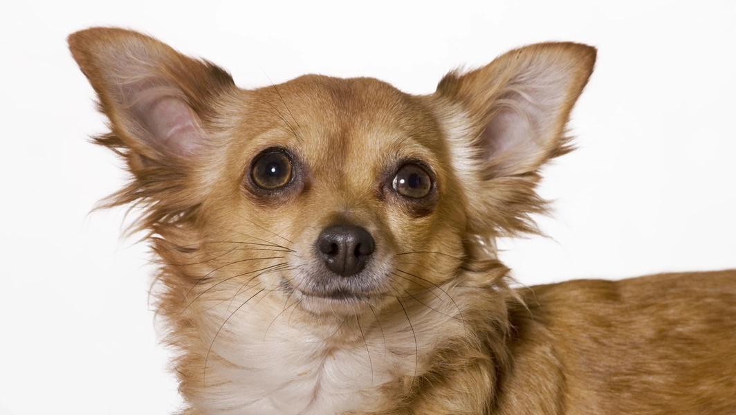 12 bossy dog breeds with bold personalities