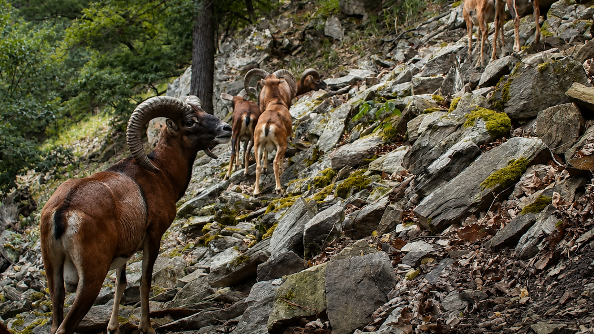 A camera trap recorded a herd navigating journey across dangerous terrain