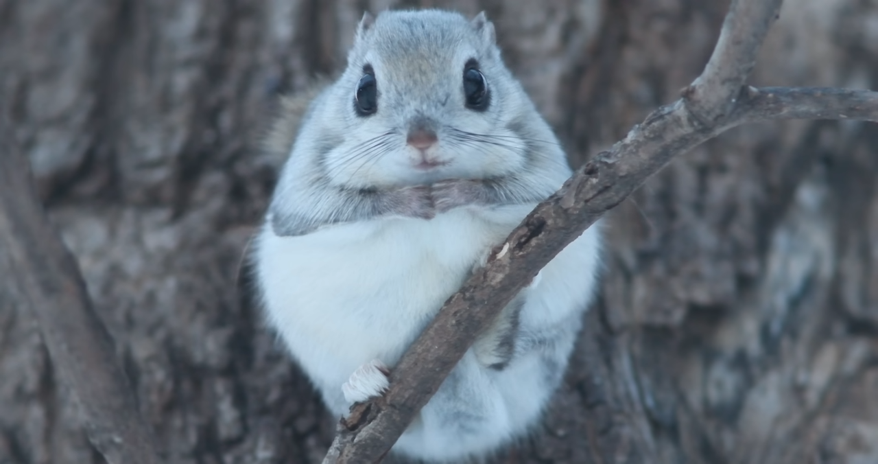 It's not a squirrel. It's not a lemur. So what is it?