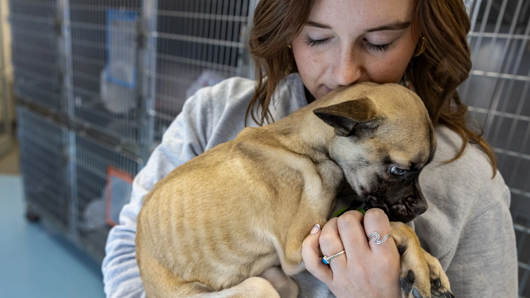 14 heartwarming animal stories of love and loyalty
