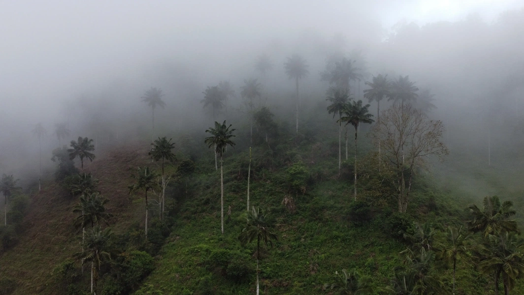 Chasing Colombia’s magical wax palm valleys