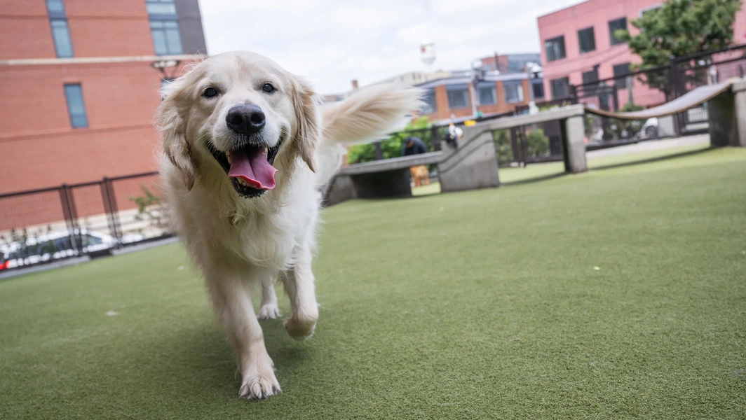 18 dog breeds known for loyalty, energy, and personality