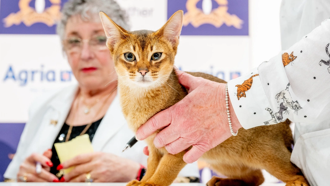 11 intelligent cat breeds and their unique skills