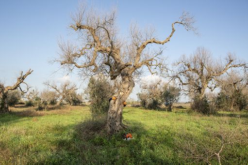 Dopo la Xylella Vaia ridà vita al legno degli ulivi pugliesi con Olive ...