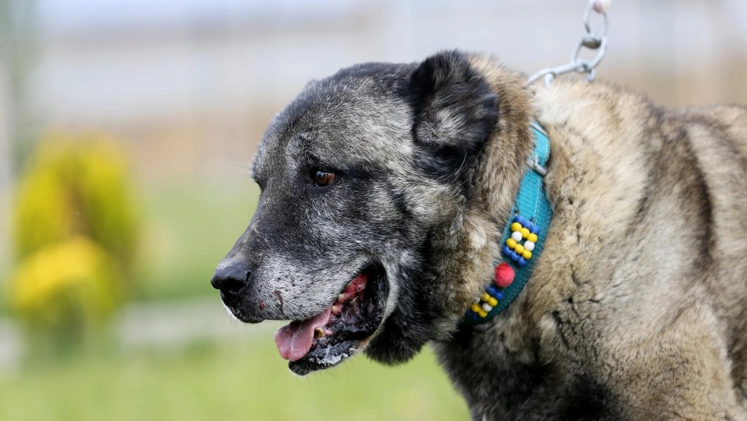 14 loyal dog breeds known for guarding and watchfulness
