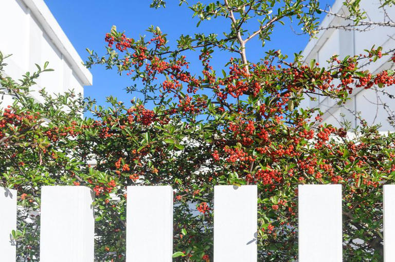 Neighbour's overhanging tree branches and roots - your legal rights ...