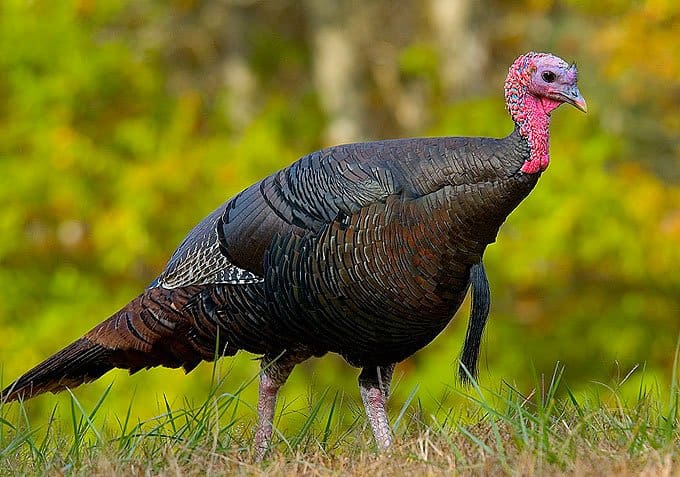 The 15 US states that are a turkey hunter's paradise