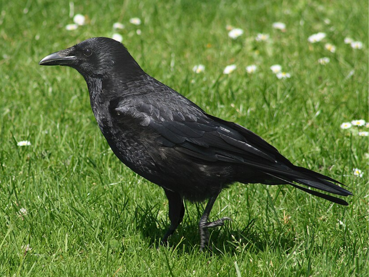 Woman who rescued an injured crow keeps getting thank-you gifts from ...