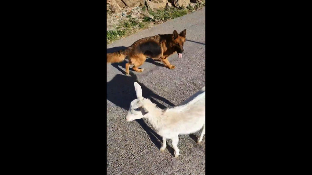 Canine curiosity: Marseille pup meets a goat for the first time
