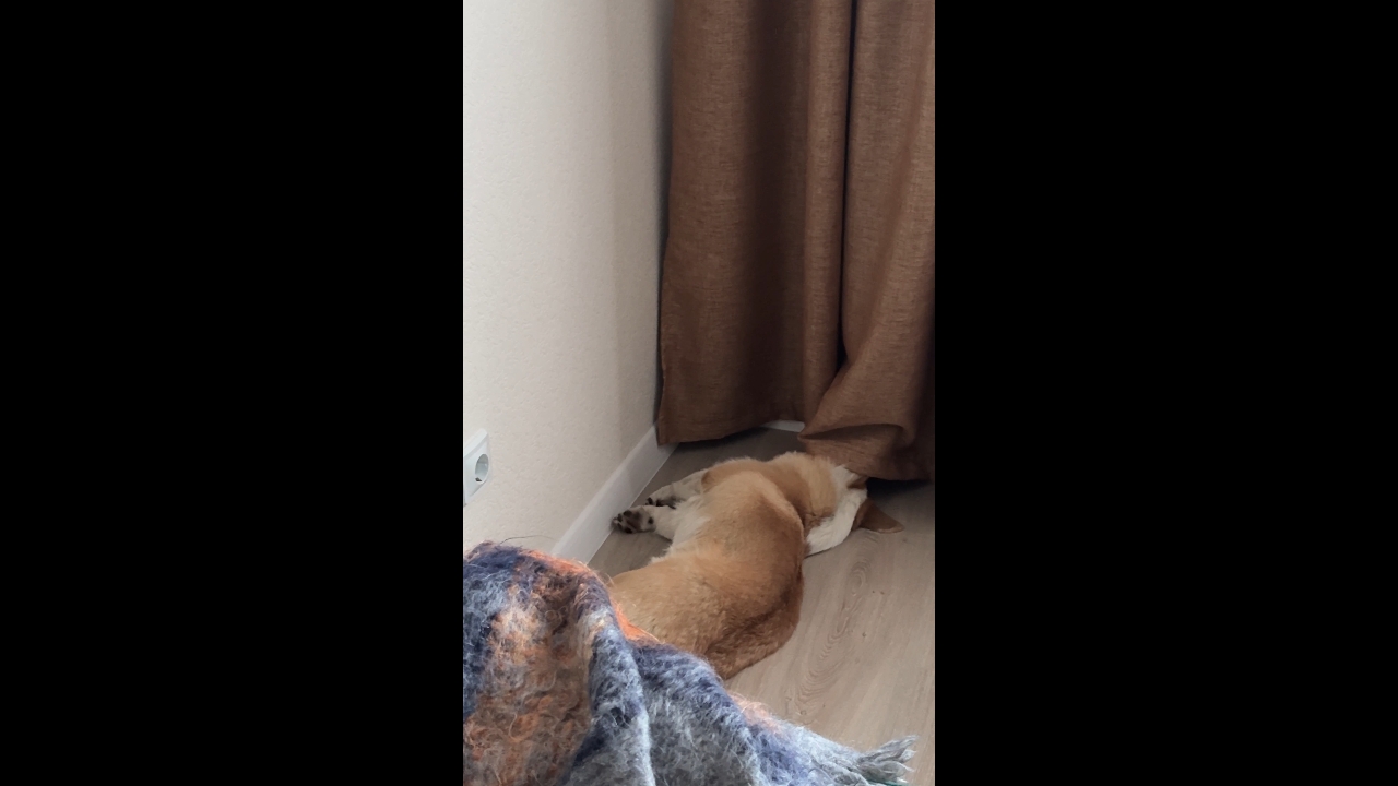 Sleeping corgi startles owner with early morning wall taps in Saint ...