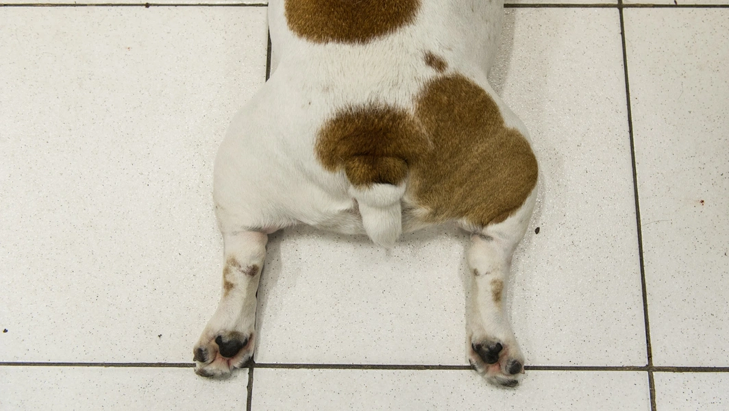 12 signs your dog may be afraid of you