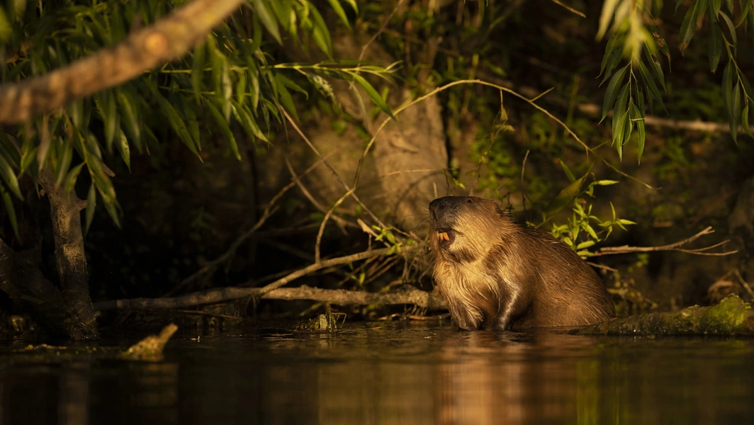 Beavers end 50 years of flooding in Ealing