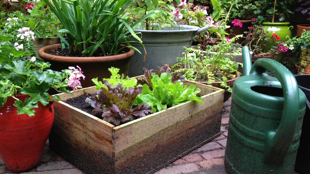 Small space, big harvest with container gardening