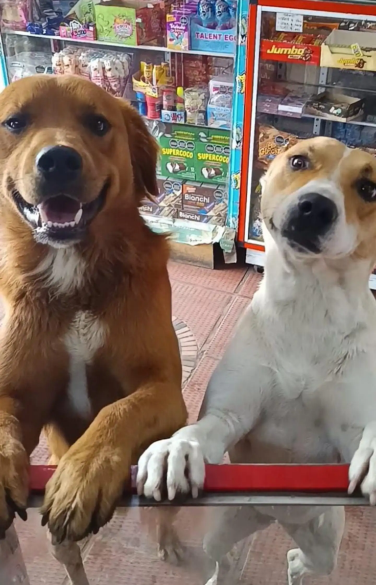 This stray dog returned to a store that fed him, but this time he ...