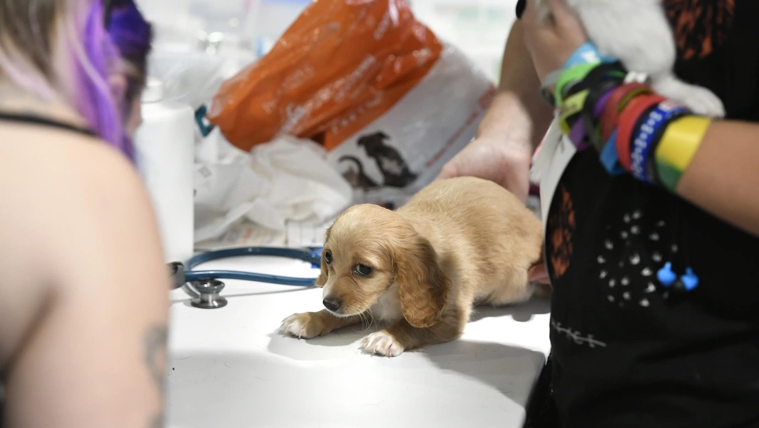 Keeping your pup safe from kennel cough