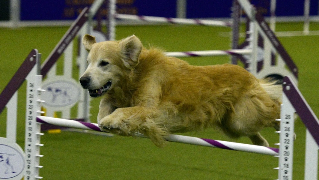 18 dog breeds known for loyalty, energy, and personality