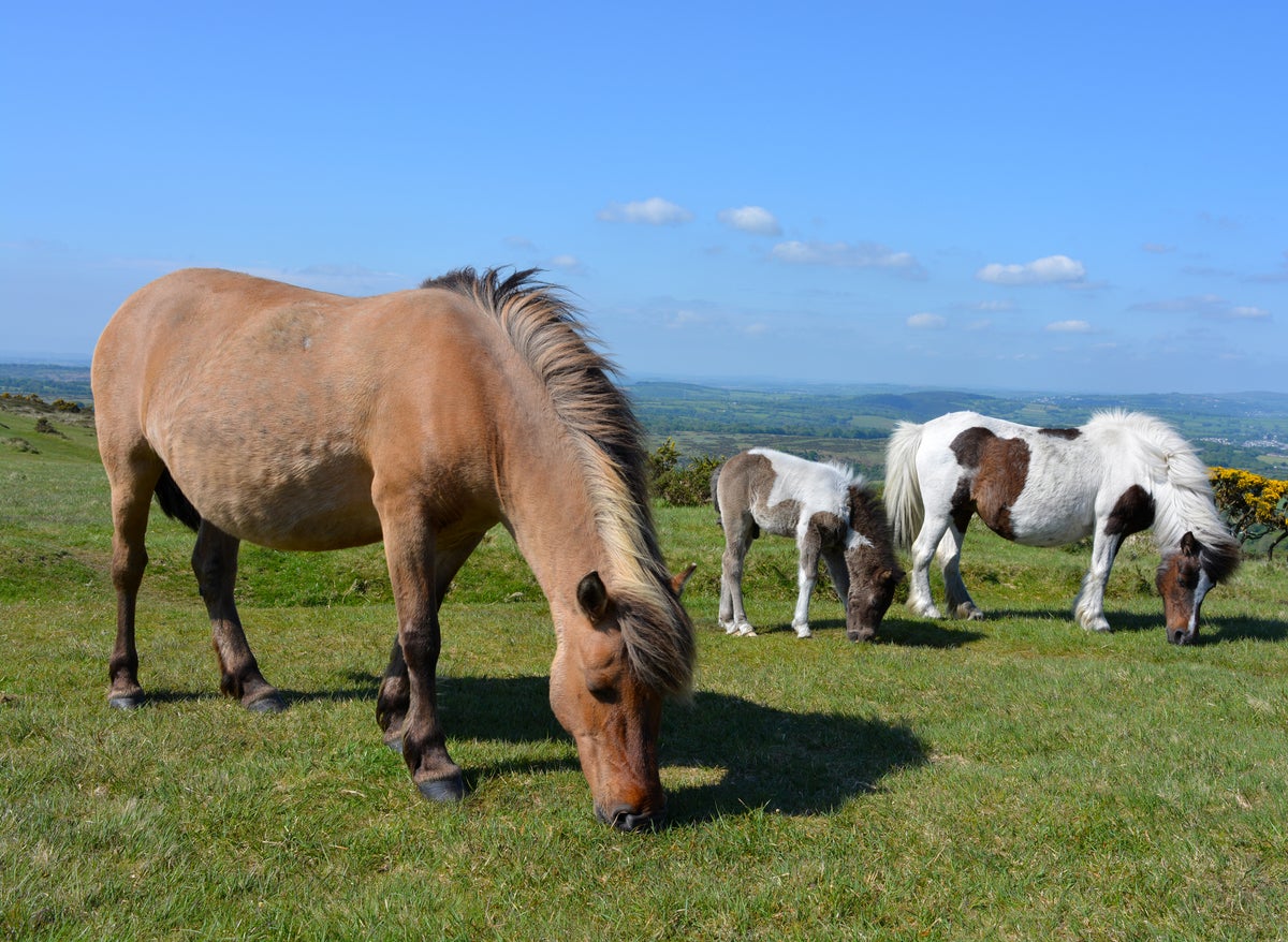 Voices: Of course Keir Starmer won’t save the Dartmoor ponies
