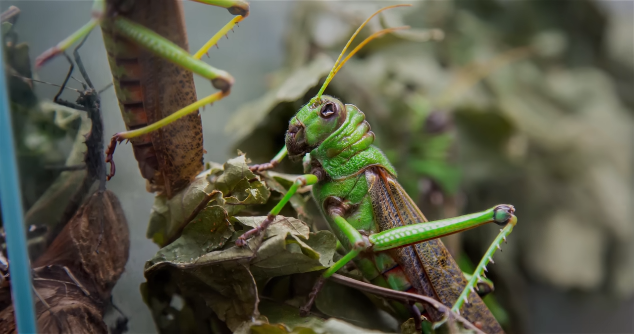 Mosquitoes kill more people but locusts destroy everything else