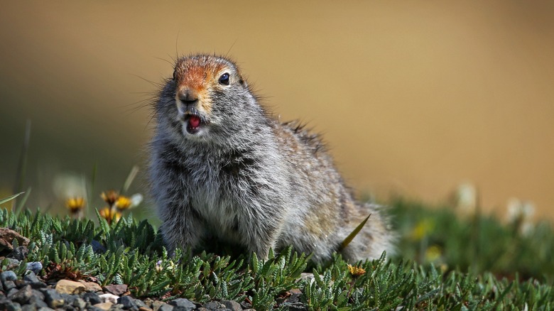 Scientists found something unexpected hidden inside squirrel poop in Canada
