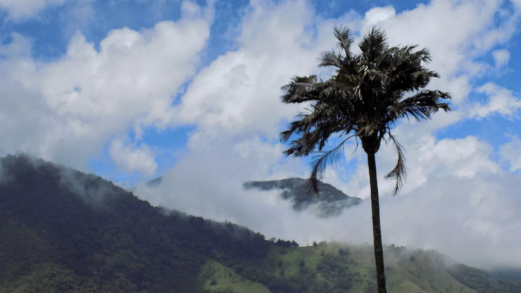 Chasing Colombia’s magical wax palm valleys