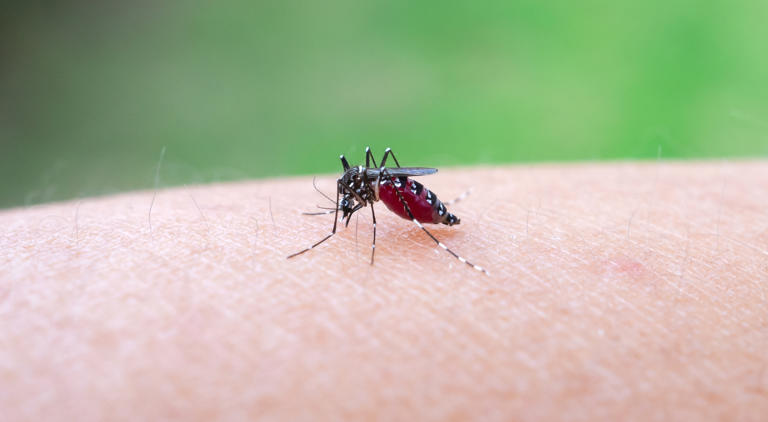 The system is so broken: How a North Carolina woman’s bug bite landed ...
