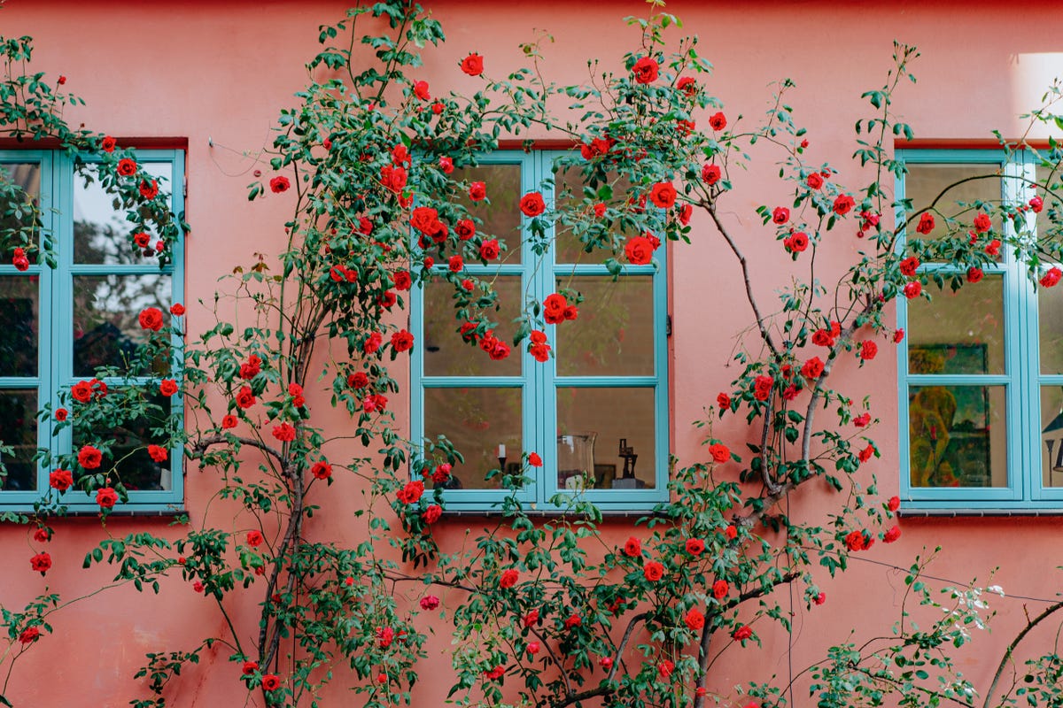 15 romantic rose varieties that will transform your garden into a ...