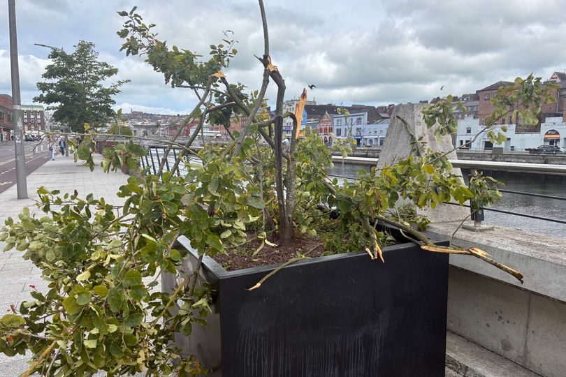 Arrest after newly planted trees ripped up in Cork city centre