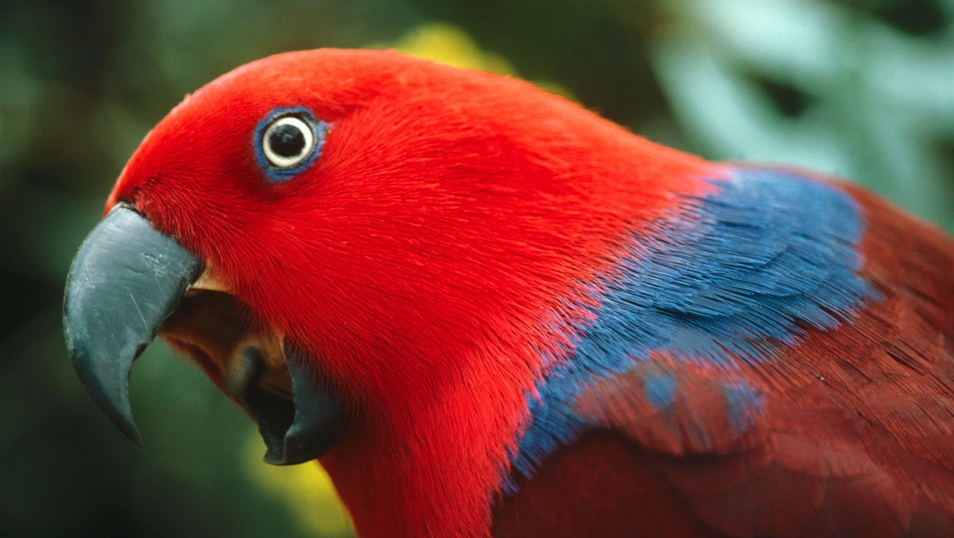 12 of the world's most expensive animals