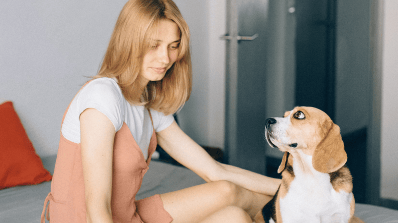 What your dog is really thinking when they stare at you