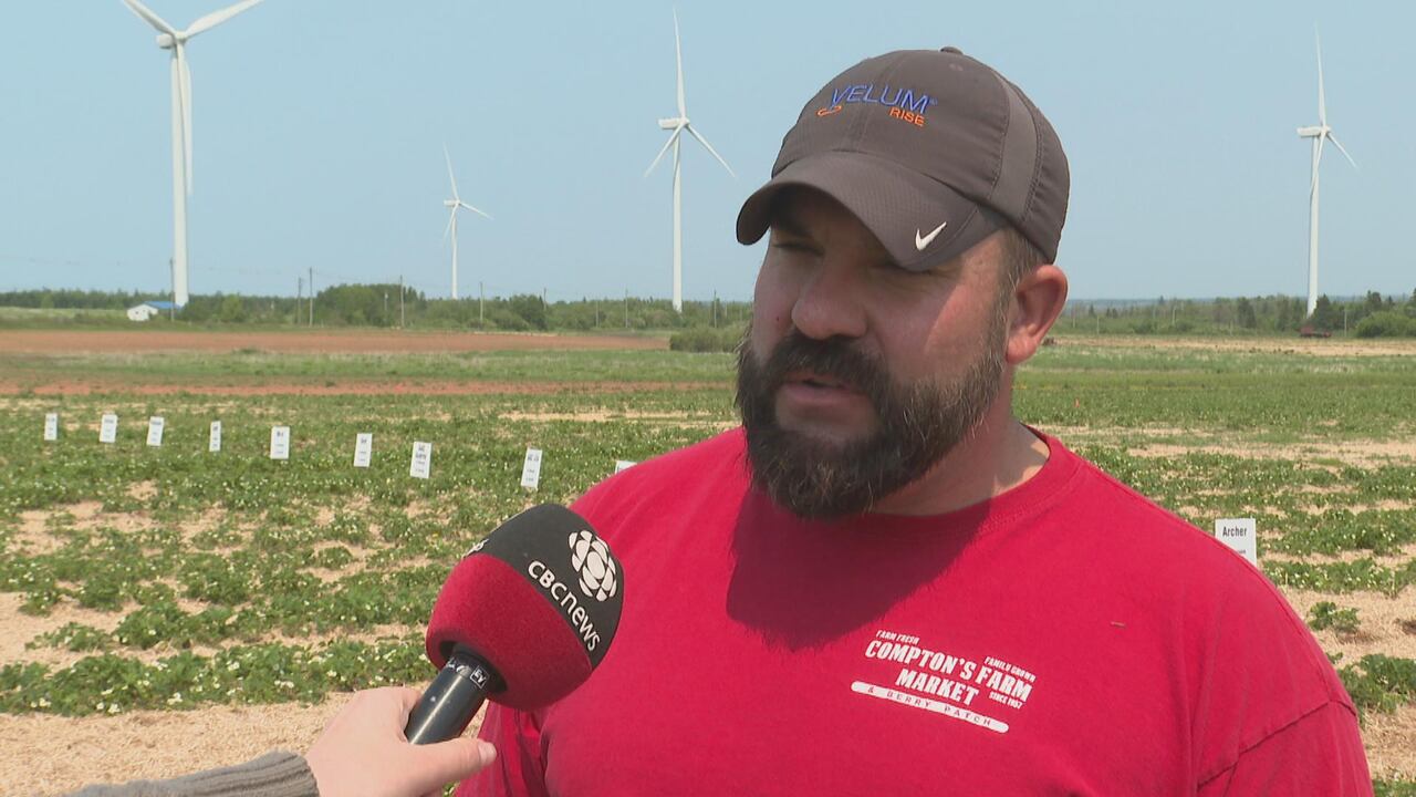 This year's PEI strawberry crop is looking good, but expect to pay a ...