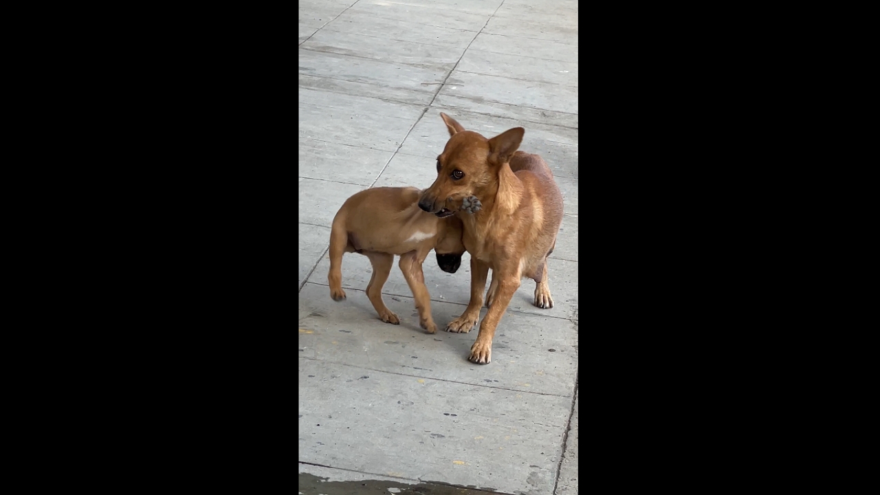 Dog mother's determination: pulling her puppy home in Manila