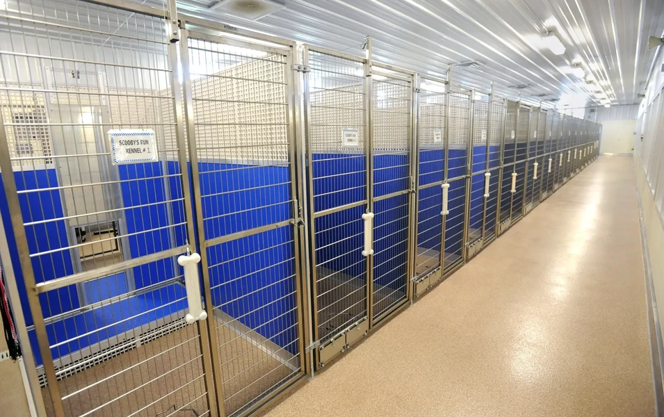 Keeping your pup safe from kennel cough